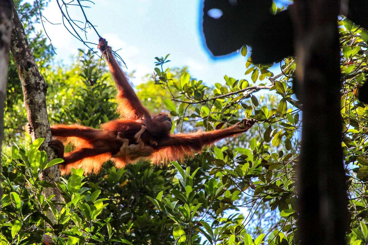 All about Orangutans | Practical Guide
