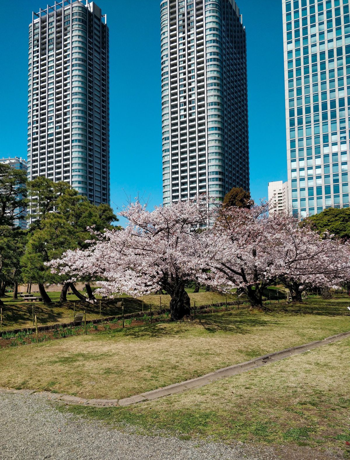 Hamarikyu Gardens : A Haven of Peace in the Middle of Tokyo | Travel Guide