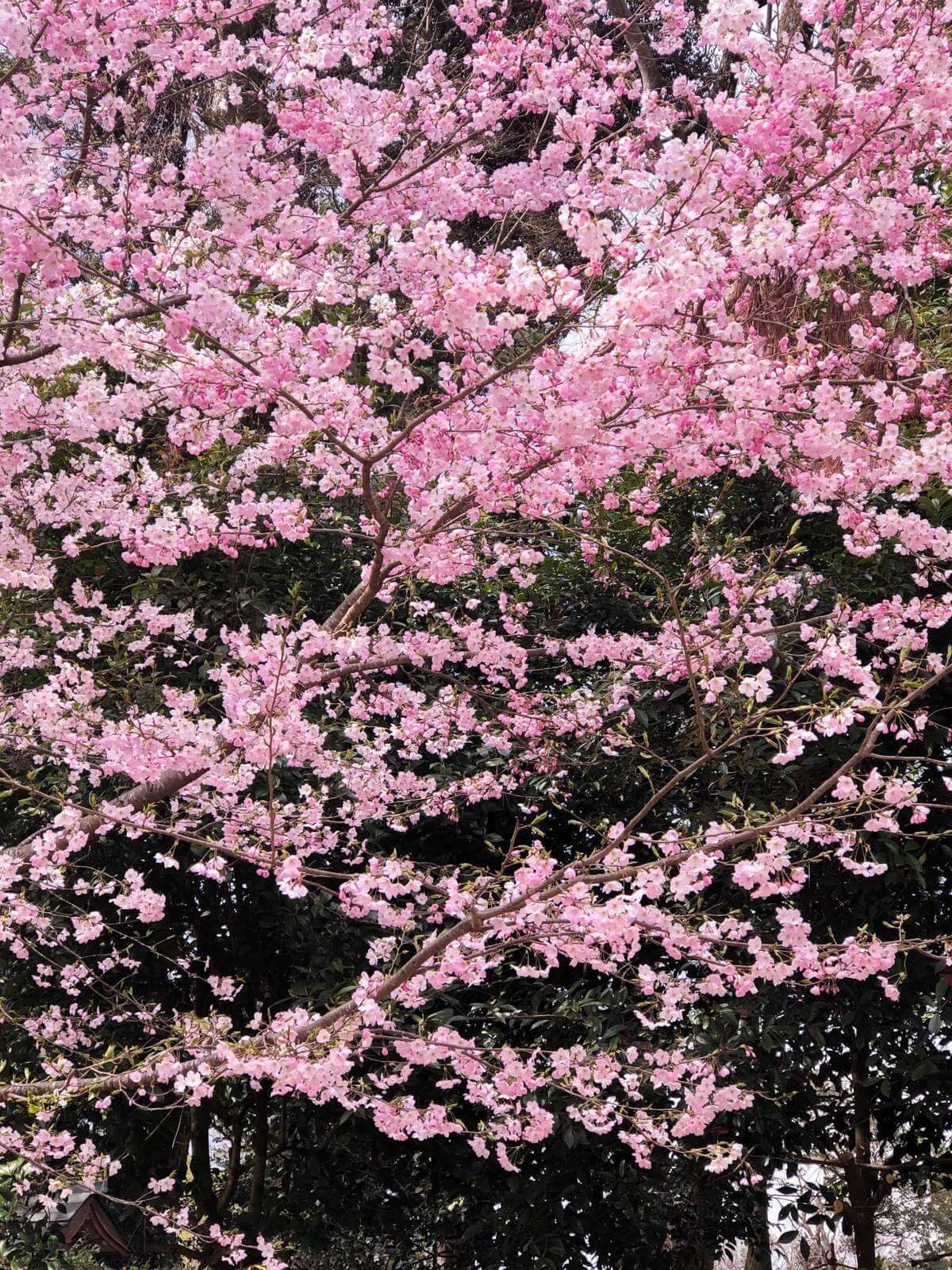 Spring In Japan: Under the Sakuras | Travel Guide