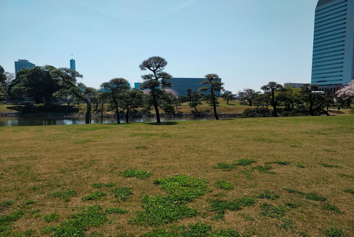 Hamarikyu Gardens : A Haven of Peace in the Middle of Tokyo | Travel Guide