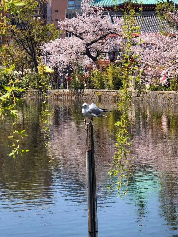 Ueno Park in Tokyo: The meeting place of Sakuras | Travel Guide