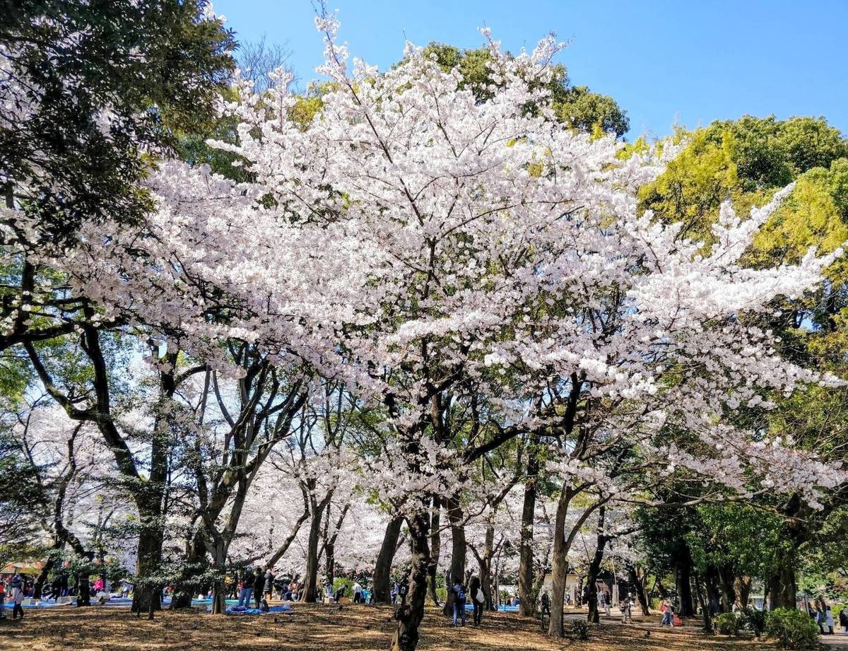 Ueno Park in Tokyo: The meeting place of Sakuras | Travel Guide
