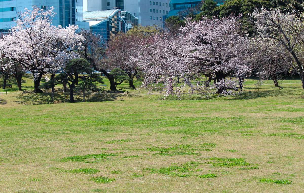 Hamarikyu Gardens : A Haven of Peace in the Middle of Tokyo | Travel Guide