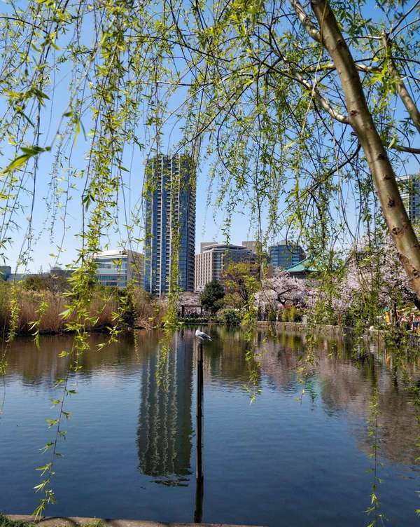 Parc Ueno à Tokyo : Le rendez-vous des Sakuras | Guide de Voyage