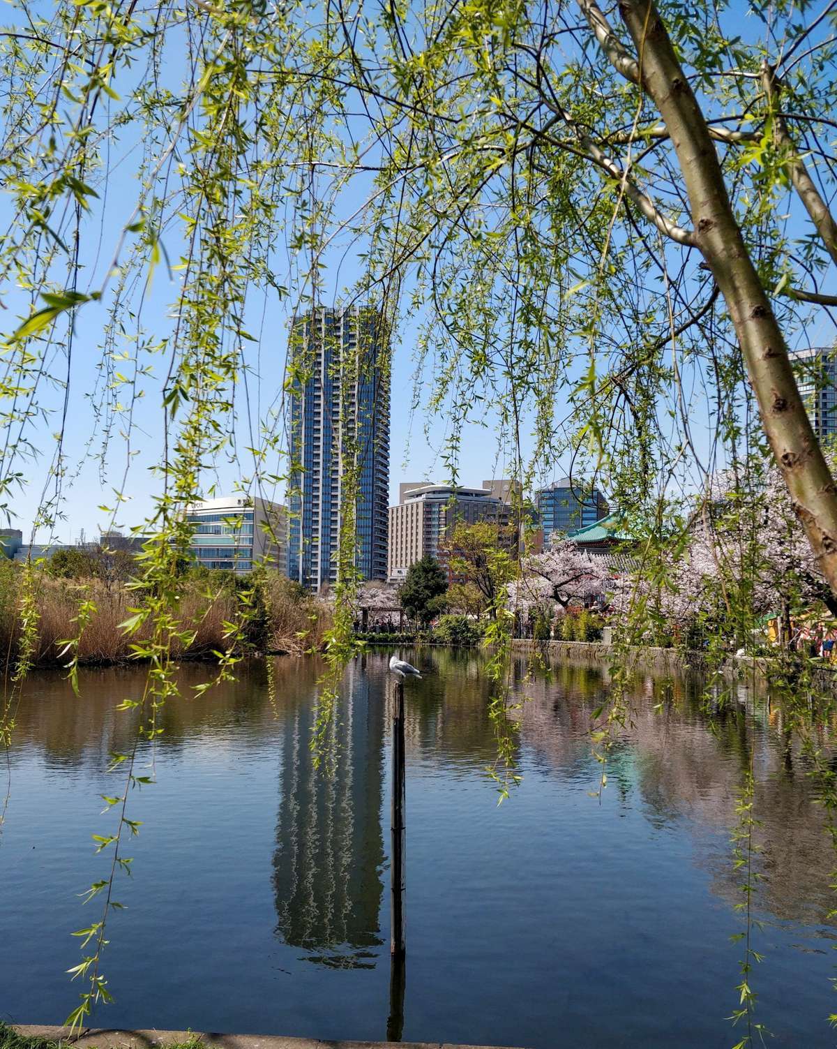 Ueno Park in Tokyo: The meeting place of Sakuras | Travel Guide