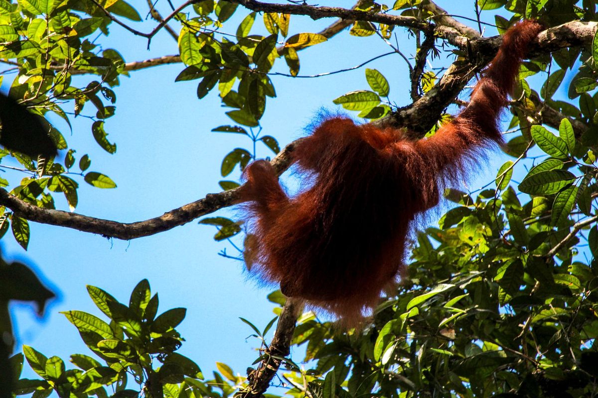 All about Orangutans | Practical Guide