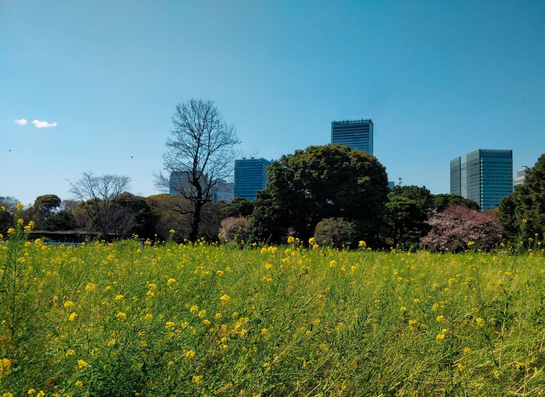 Hamarikyu Gardens : A Haven of Peace in the Middle of Tokyo | Travel Guide