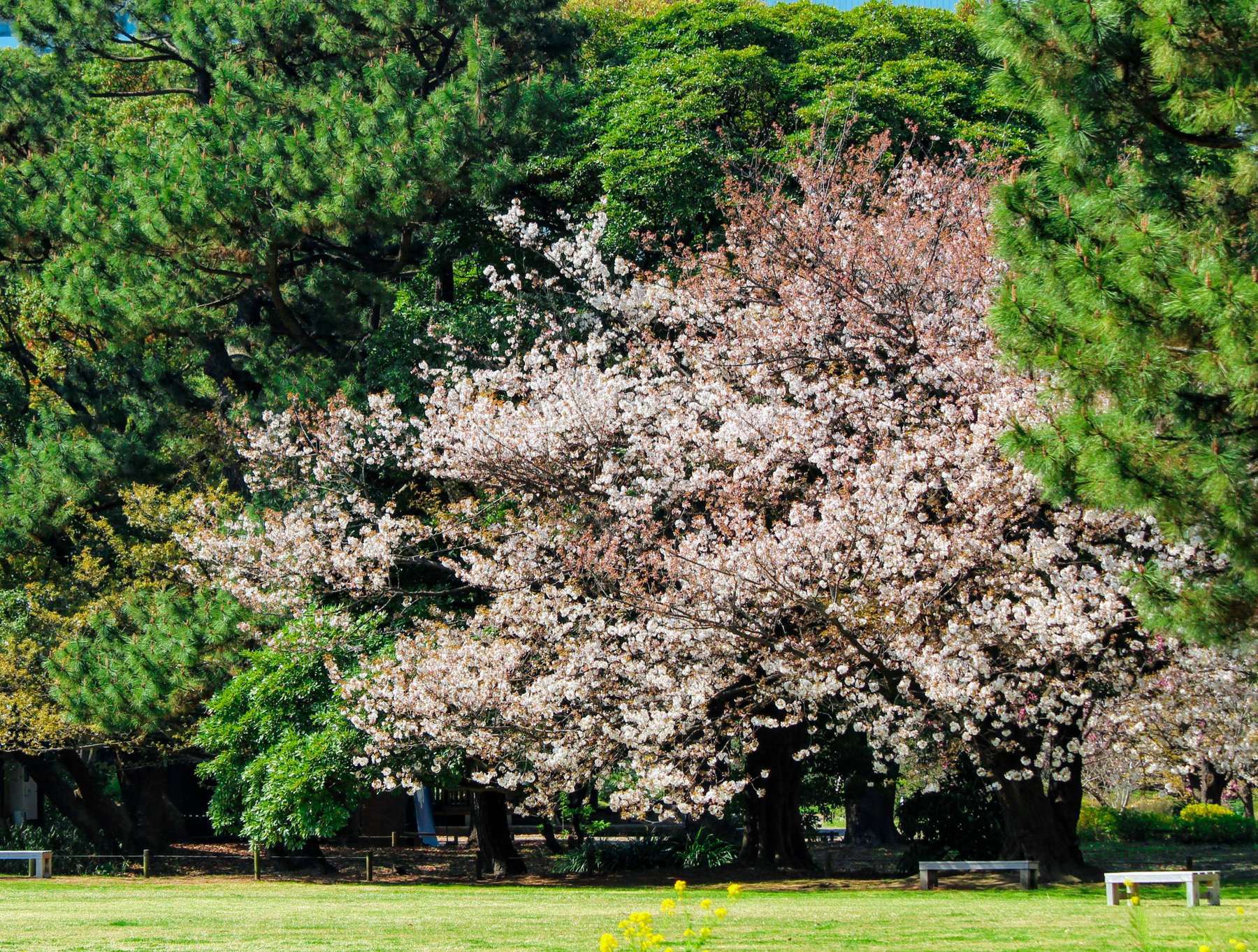 Hamarikyu Gardens : A Haven of Peace in the Middle of Tokyo | Travel Guide