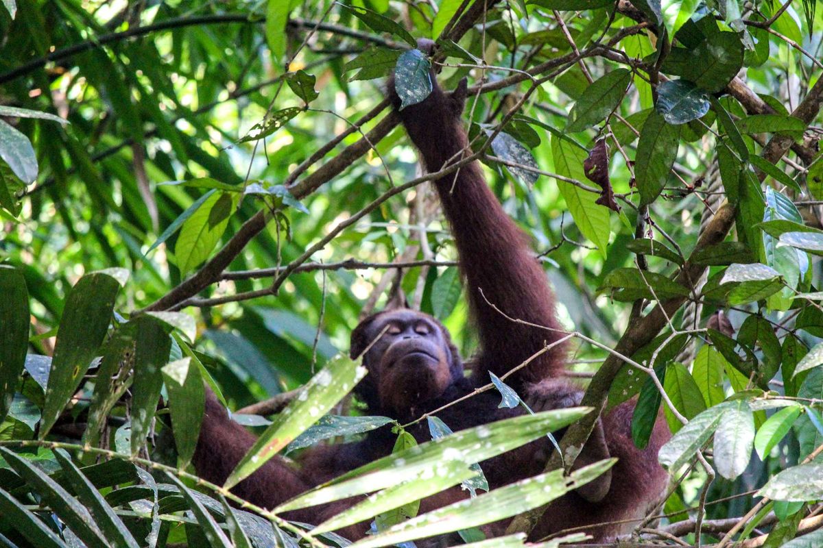 All about Orangutans | Practical Guide
