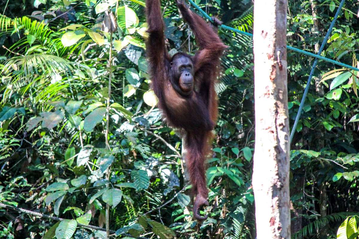 Tout savoir sur les Orangs-Outans | Guide pratique