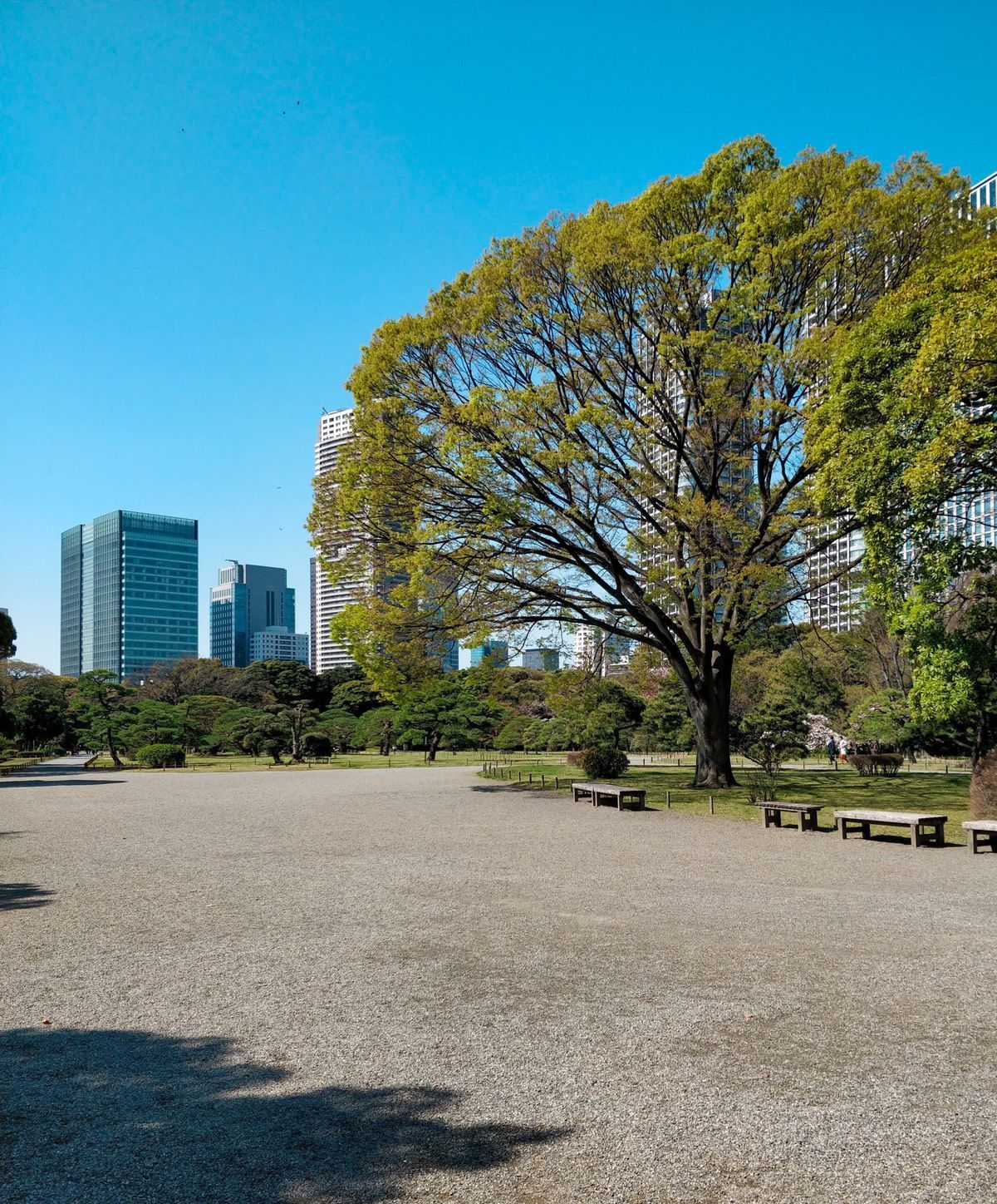 Hamarikyu Gardens : A Haven of Peace in the Middle of Tokyo | Travel Guide