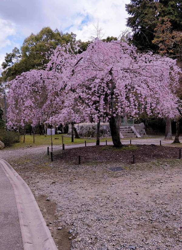 Spring In Japan: Under the Sakuras | Travel Guide