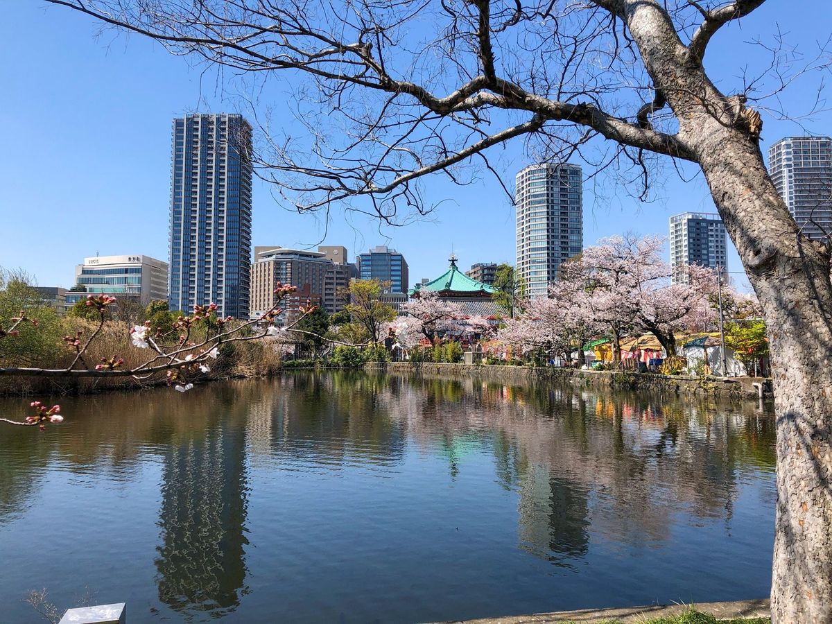 Ueno Park in Tokyo: The meeting place of Sakuras | Travel Guide