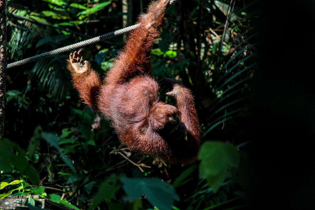 Tout savoir sur les Orangs-Outans | Guide pratique