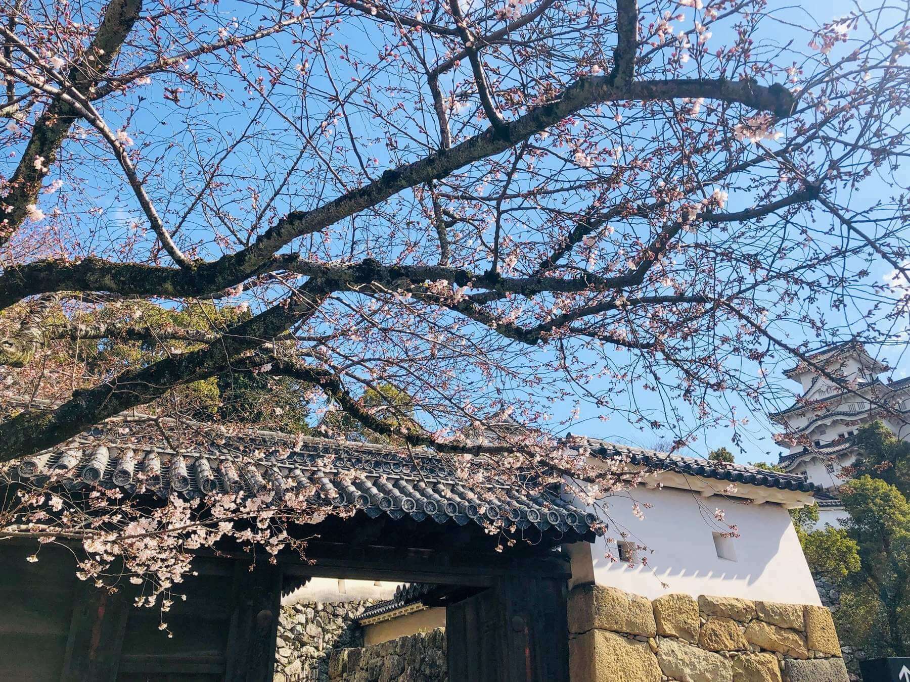 The magnificent white Himeji Castle | Travel Guide