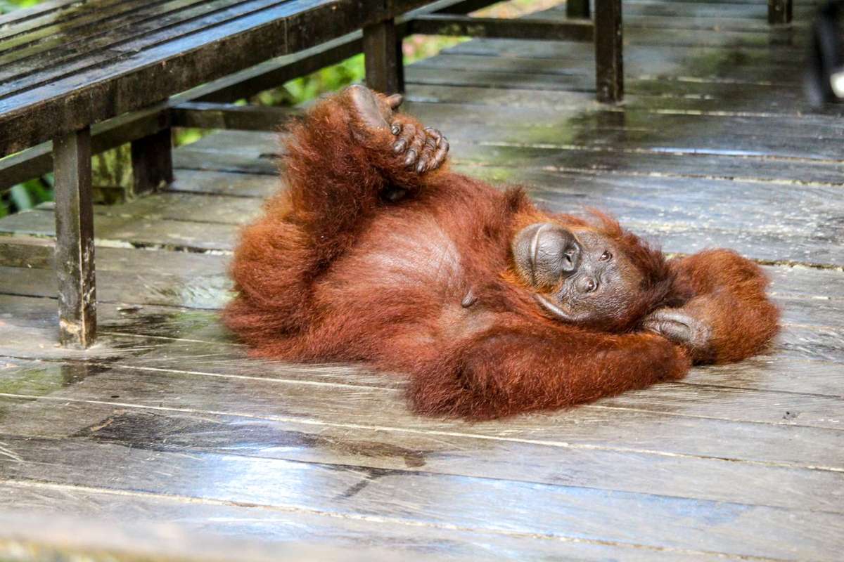 Tout savoir sur les Orangs-Outans | Guide pratique