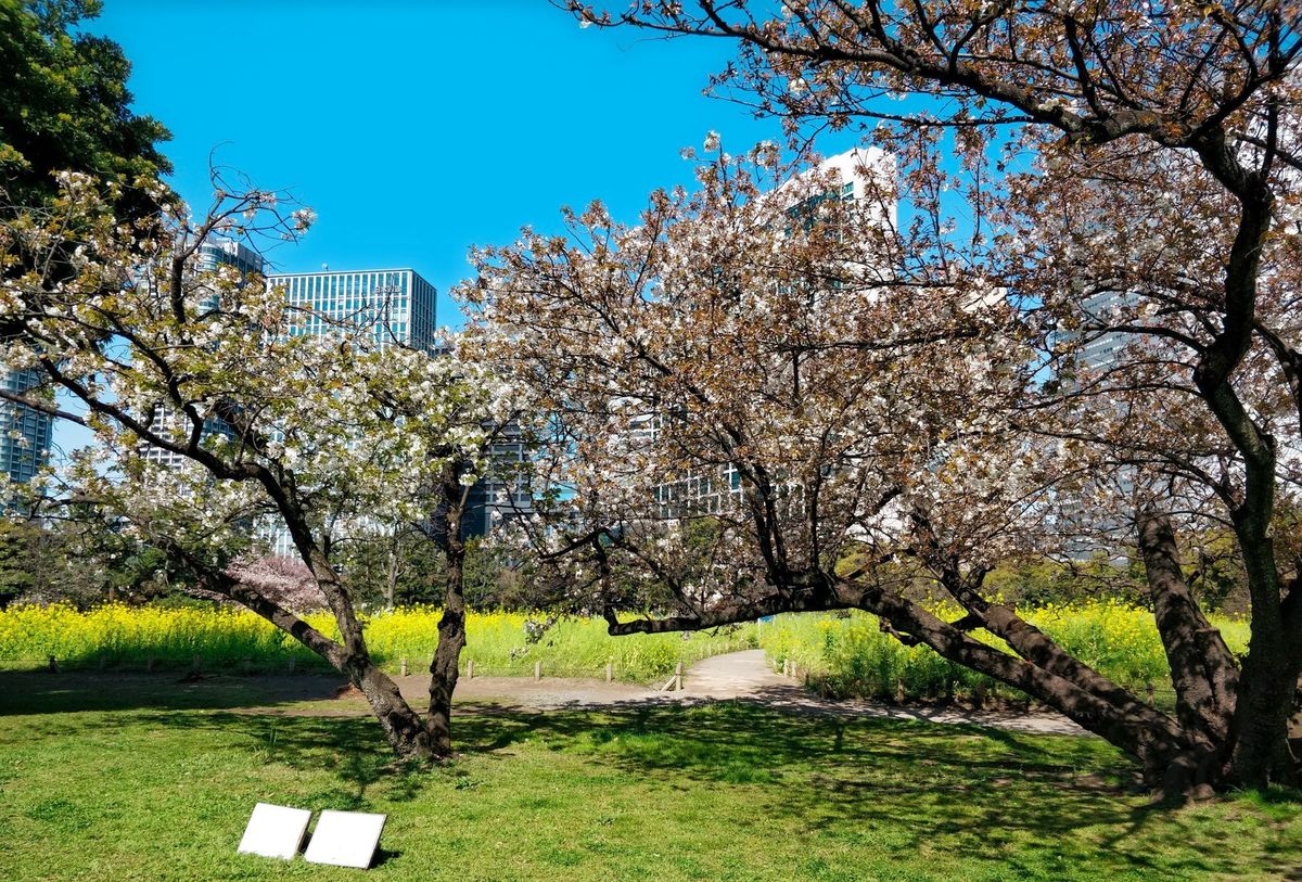 Hamarikyu Gardens : A Haven of Peace in the Middle of Tokyo | Travel Guide