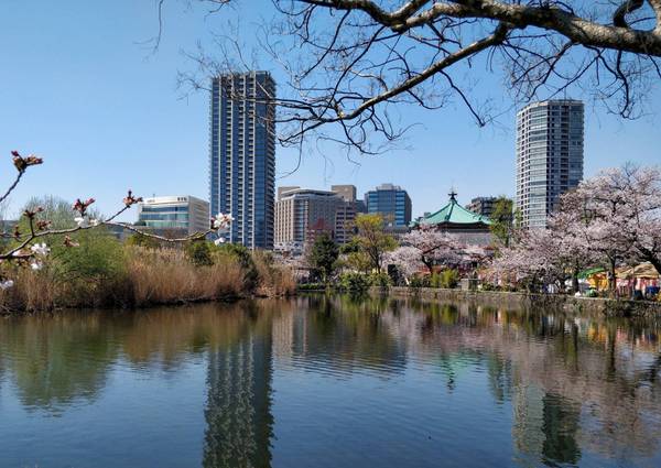 Ueno Park in Tokyo: The meeting place of Sakuras | Travel Guide