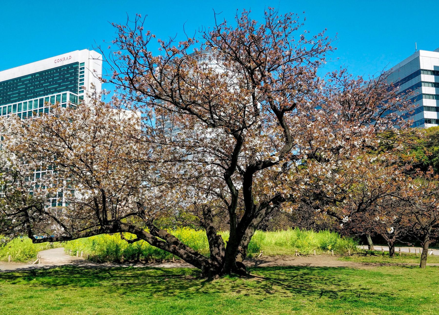 Hamarikyu Gardens : A Haven of Peace in the Middle of Tokyo | Travel Guide