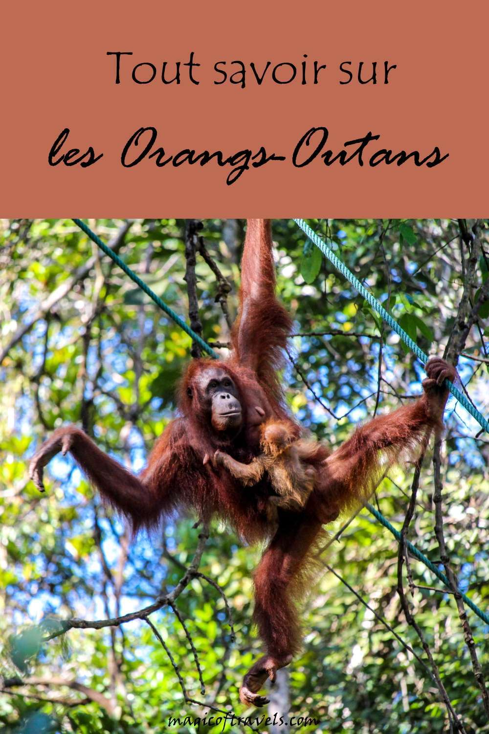 Tout savoir sur les Orangs-Outans | Guide pratique