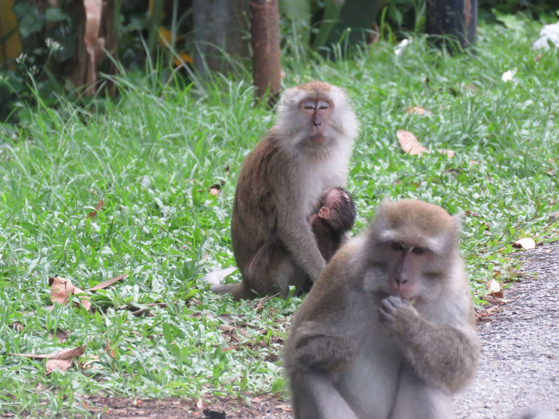 Kyoto: Arashiyama Bamboo Forest | Travel Guide