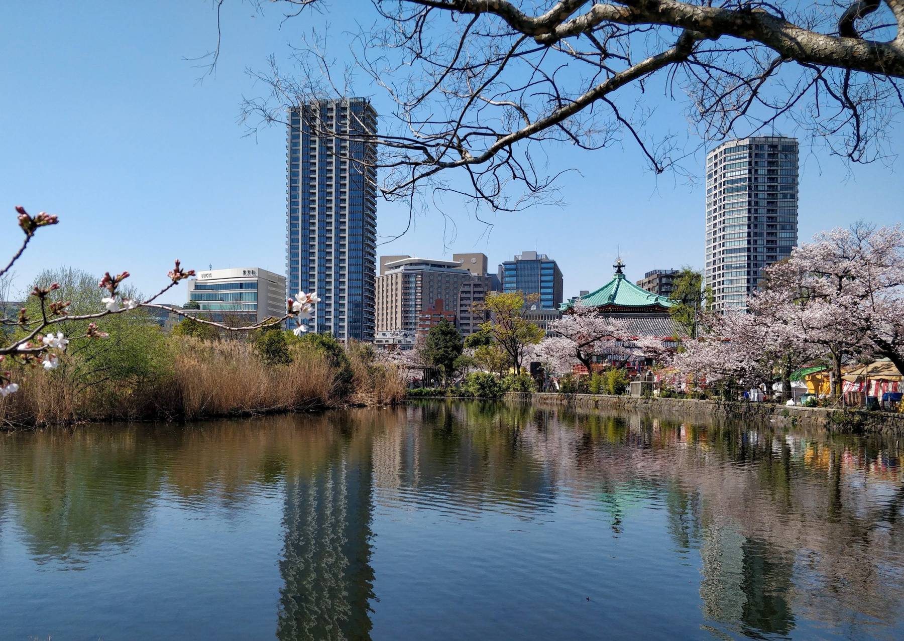 Parc Ueno à Tokyo : Le rendez-vous des Sakuras | Guide de Voyage
